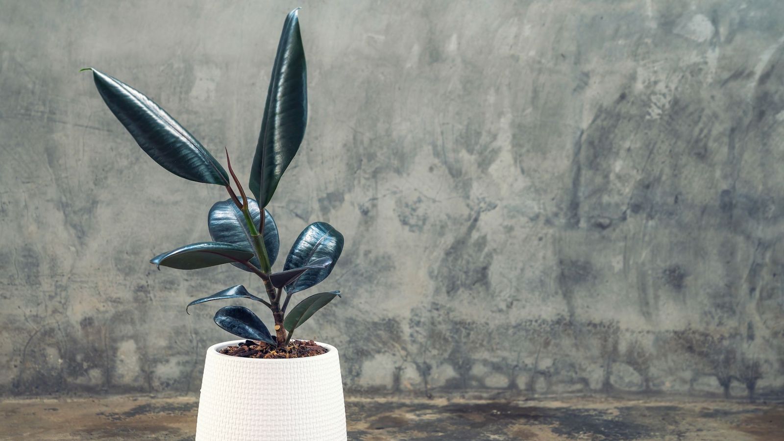 The 33 best indoor plants for your health and wellbeing | Woman & Home