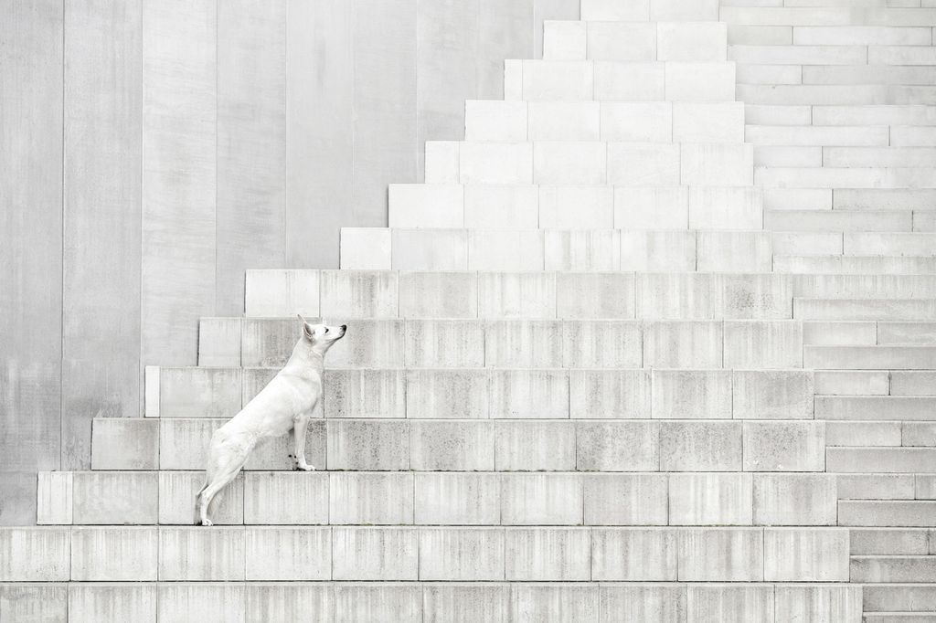 This photographer perfectly mastered dog motion, and is just one of ...