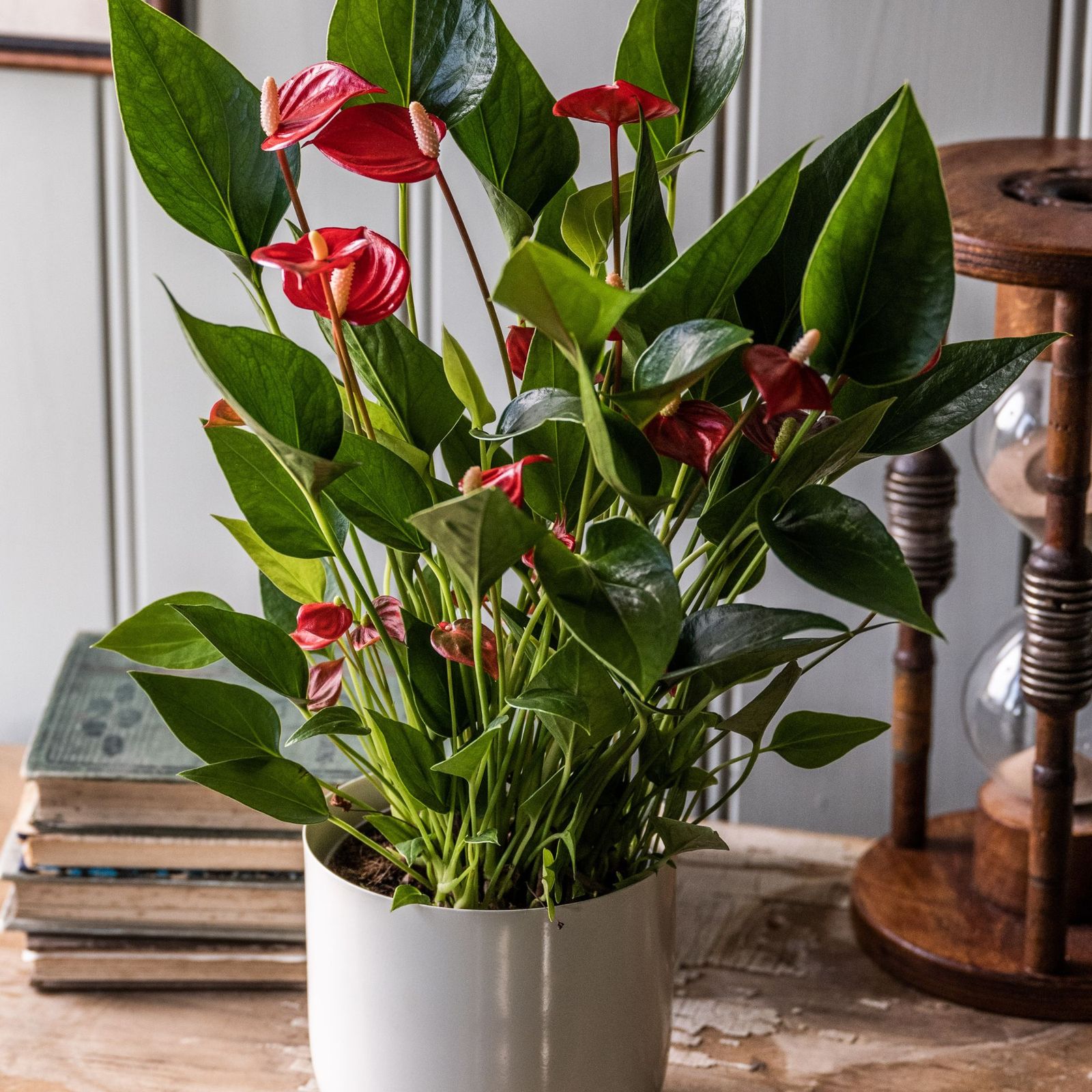 How to care for Anthurium for long-lasting colour | Ideal Home