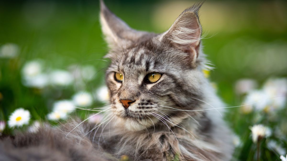 32 best cats for seniors | PetsRadar