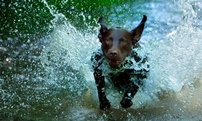 The dog days of summer | The Week