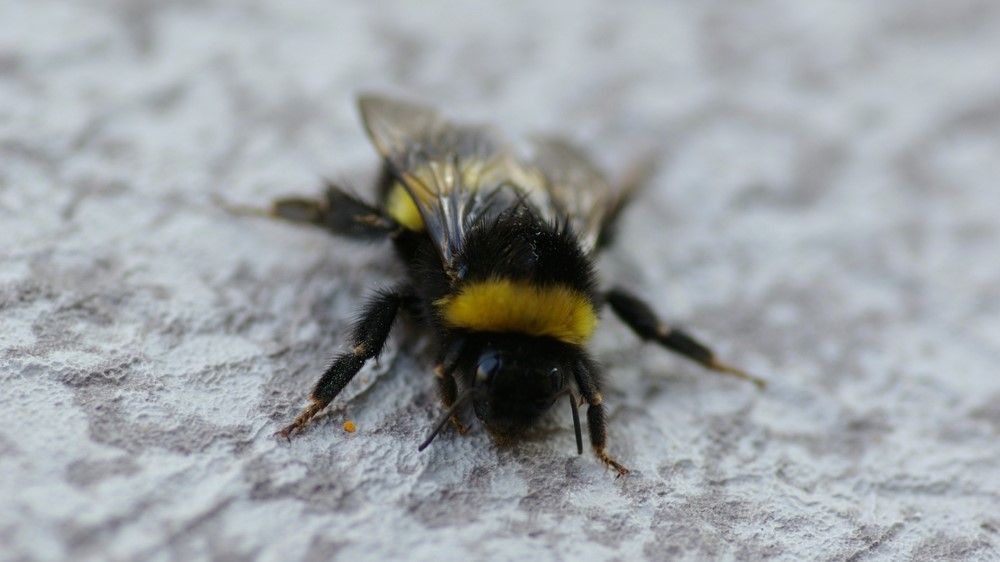 Wild queen bees attempt to invade commercial hives, but get slaughtered ...