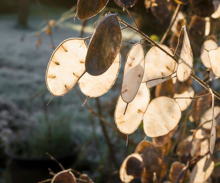 7 best plants for seedheads | Homes and Gardens