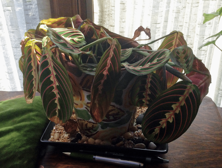 Maranta Prayer Plant Problems - What To Do When Prayer Plants Turn ...