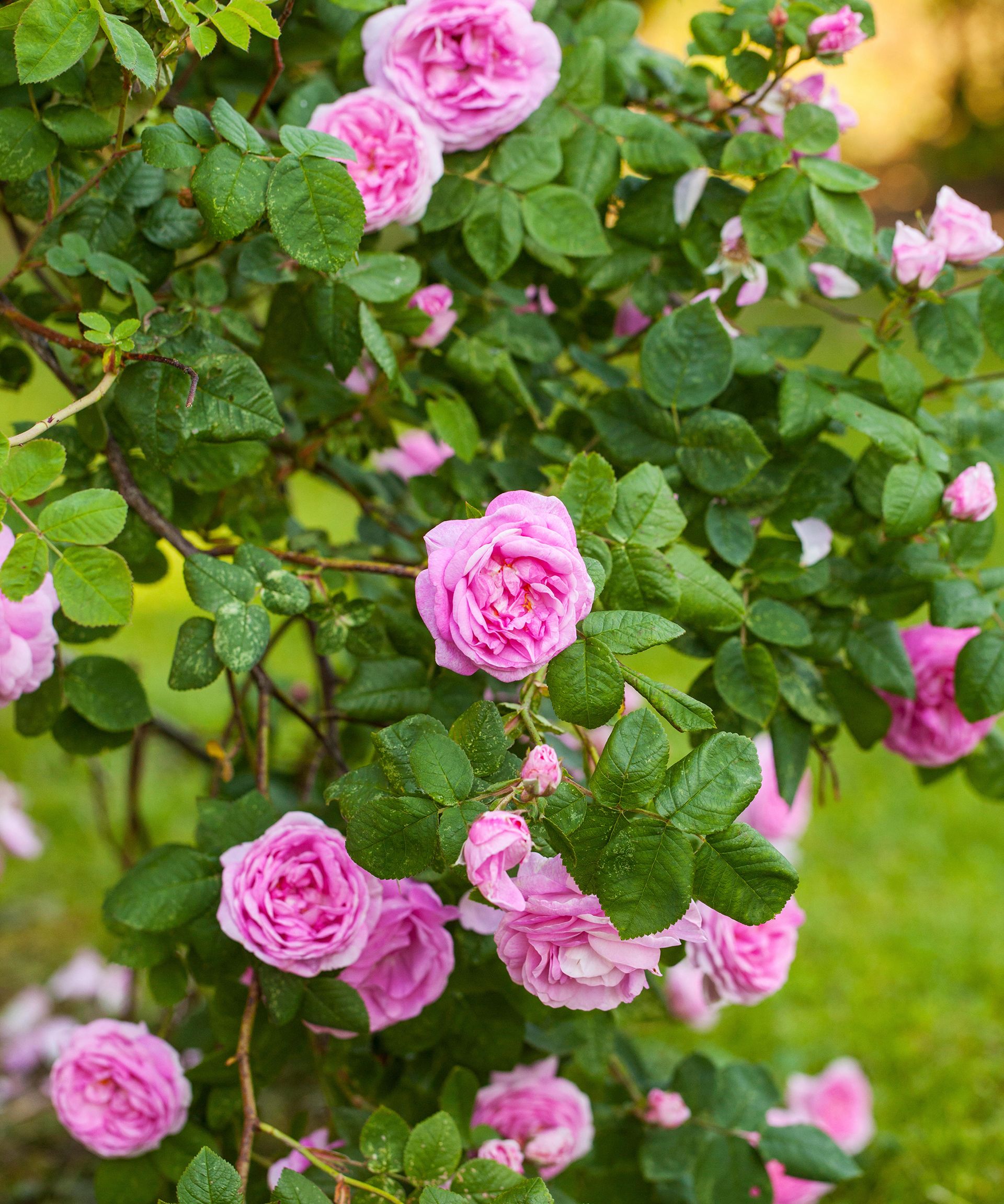 Best Romantic Old Garden Roses To Grow For A Dreamy Display | Gardening ...