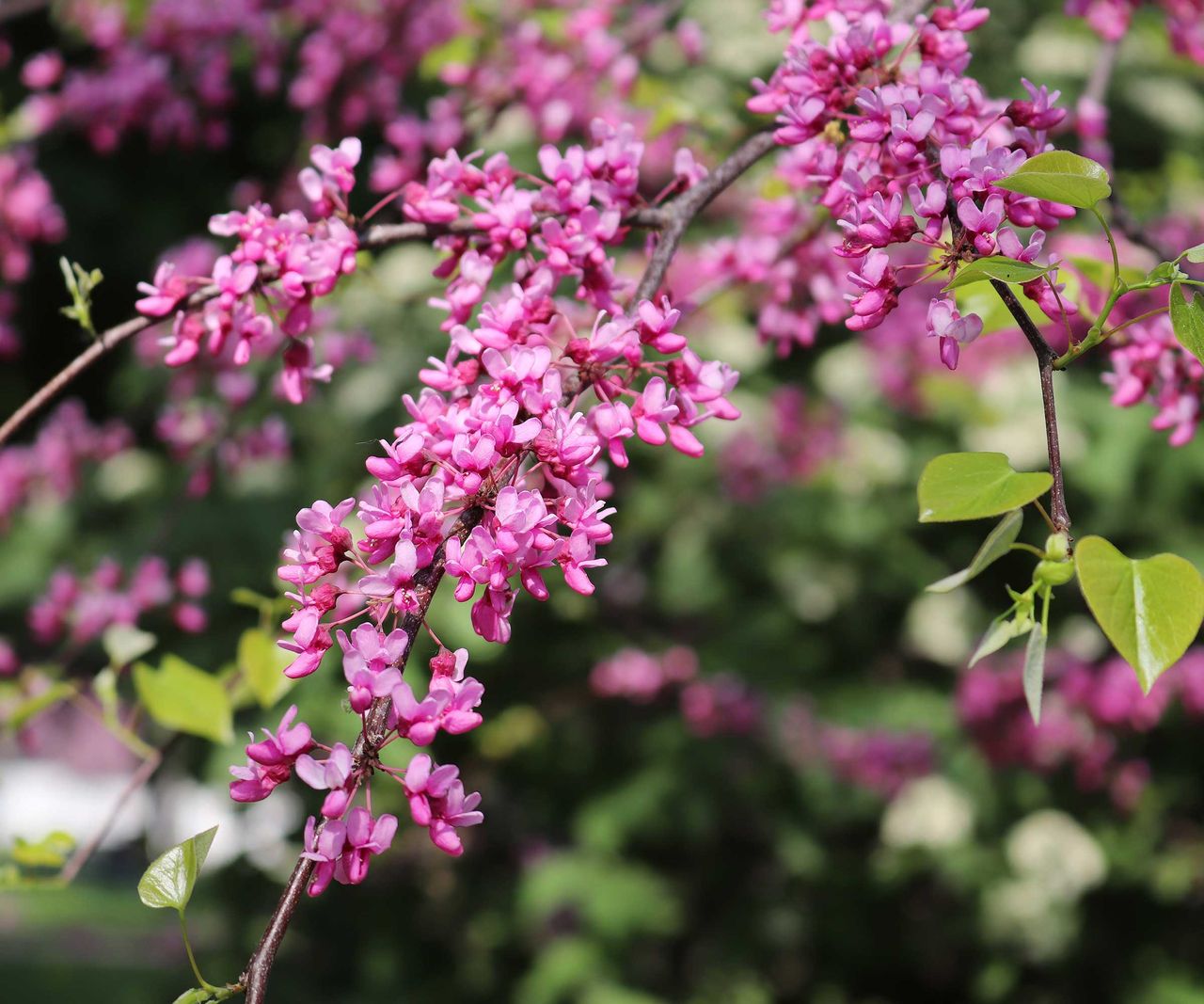 How to grow eastern redbuds: the native flowering tree | Homes and Gardens