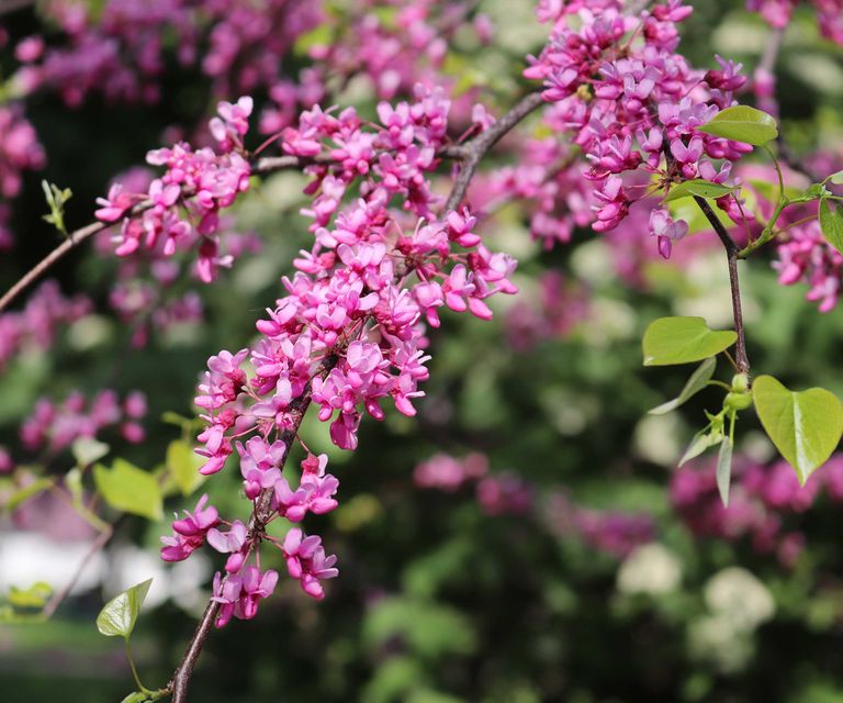 How to grow eastern redbuds: the native flowering tree | Homes and Gardens