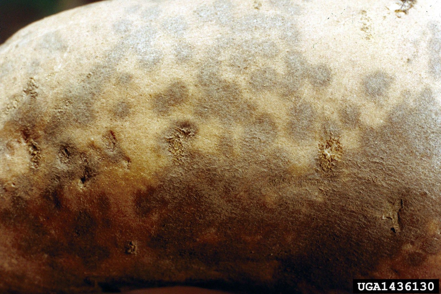Potato Scurf Disease - Information On Potato Silver Scurf Control ...