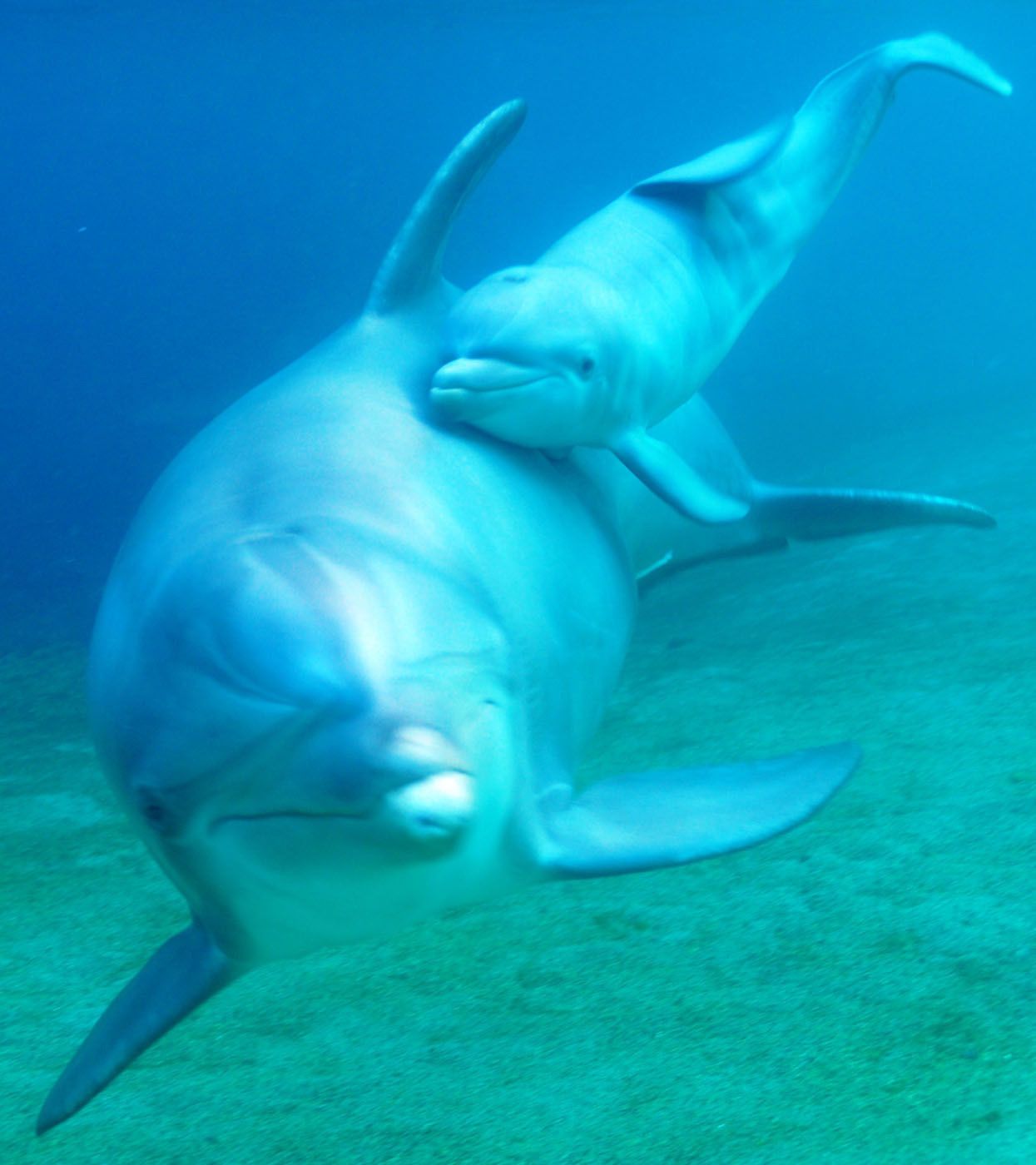 Dolphin Birth Caught in Amazing Underwater Video | Live Science