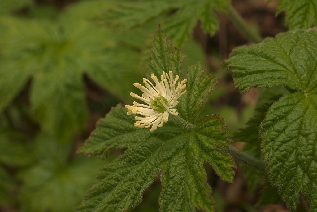Health Benefits Of Goldenseal - Growing Goldenseal Plants In The Garden ...