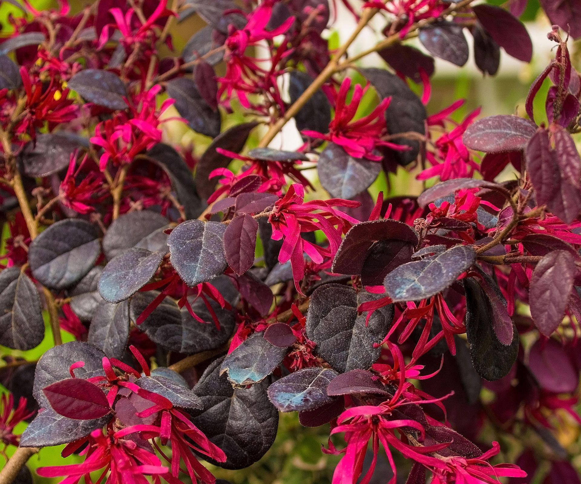 Loropetalum care and growing guide | Homes and Gardens