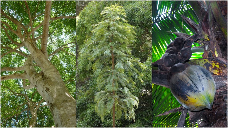 3 remarkable trees: A living fossil, a deadly canopy, and the world's ...