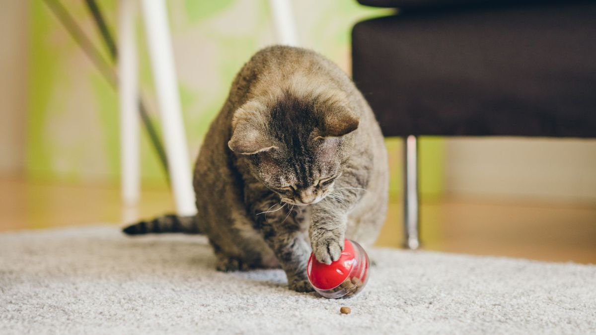 32 tips for training your cat | PetsRadar