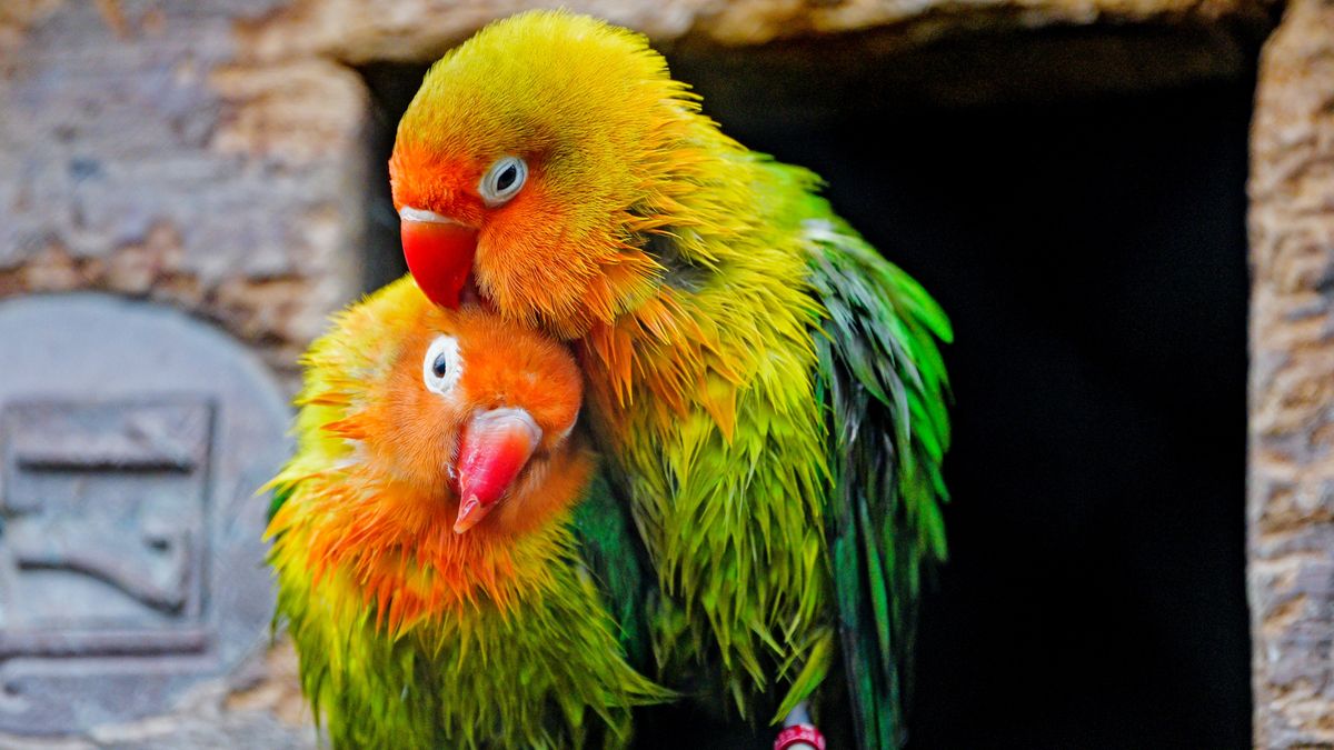 32 types of pet birds you might want to consider | PetsRadar