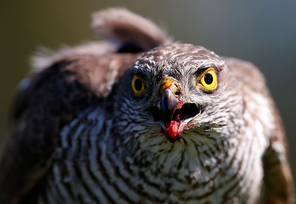 The bloody, lucrative world of falcon breeding | The Week