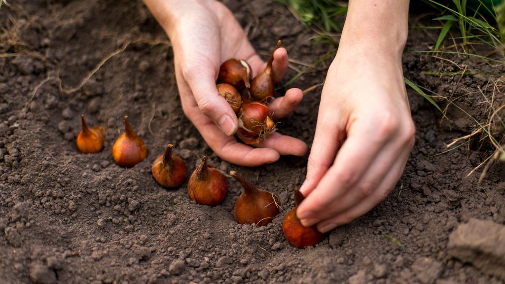 How deep to plant tulip bulbs - the easy rule to follow | Ideal Home