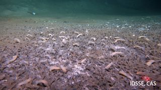 First-of-its-kind footage captures bizarre sea creatures flourishing in ...