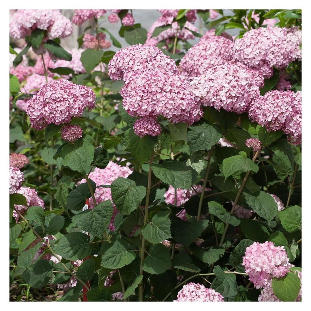 Cutting Back Hydrangeas in the Fall — An Expert Guide | Livingetc