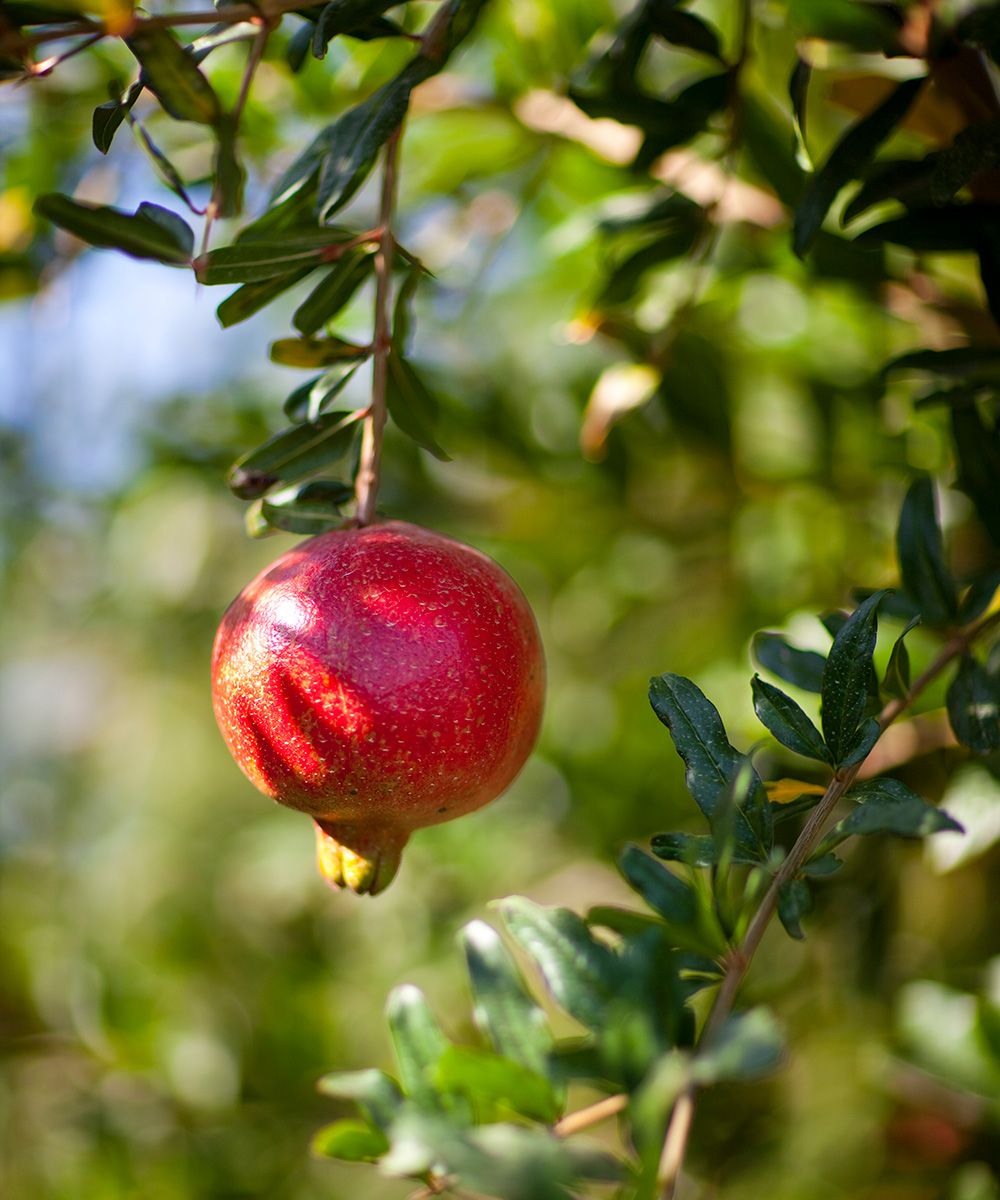 How to create a low-allergen garden –Hay fever garden ideas | Homes and ...