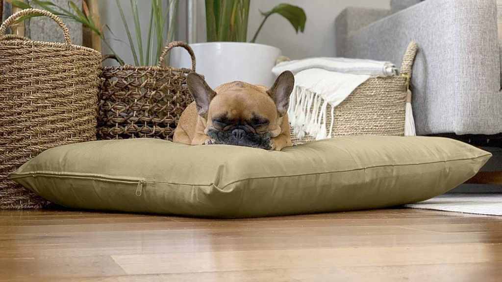 10 eco-friendly pet products that are kind to the planet | PetsRadar