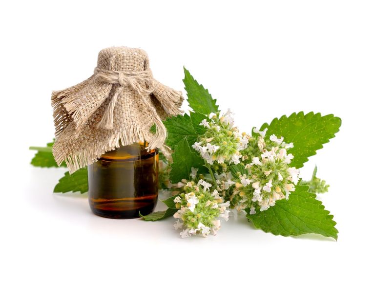 Catnip Herbal Uses: What To Do With Catnip In The Garden | Gardening ...