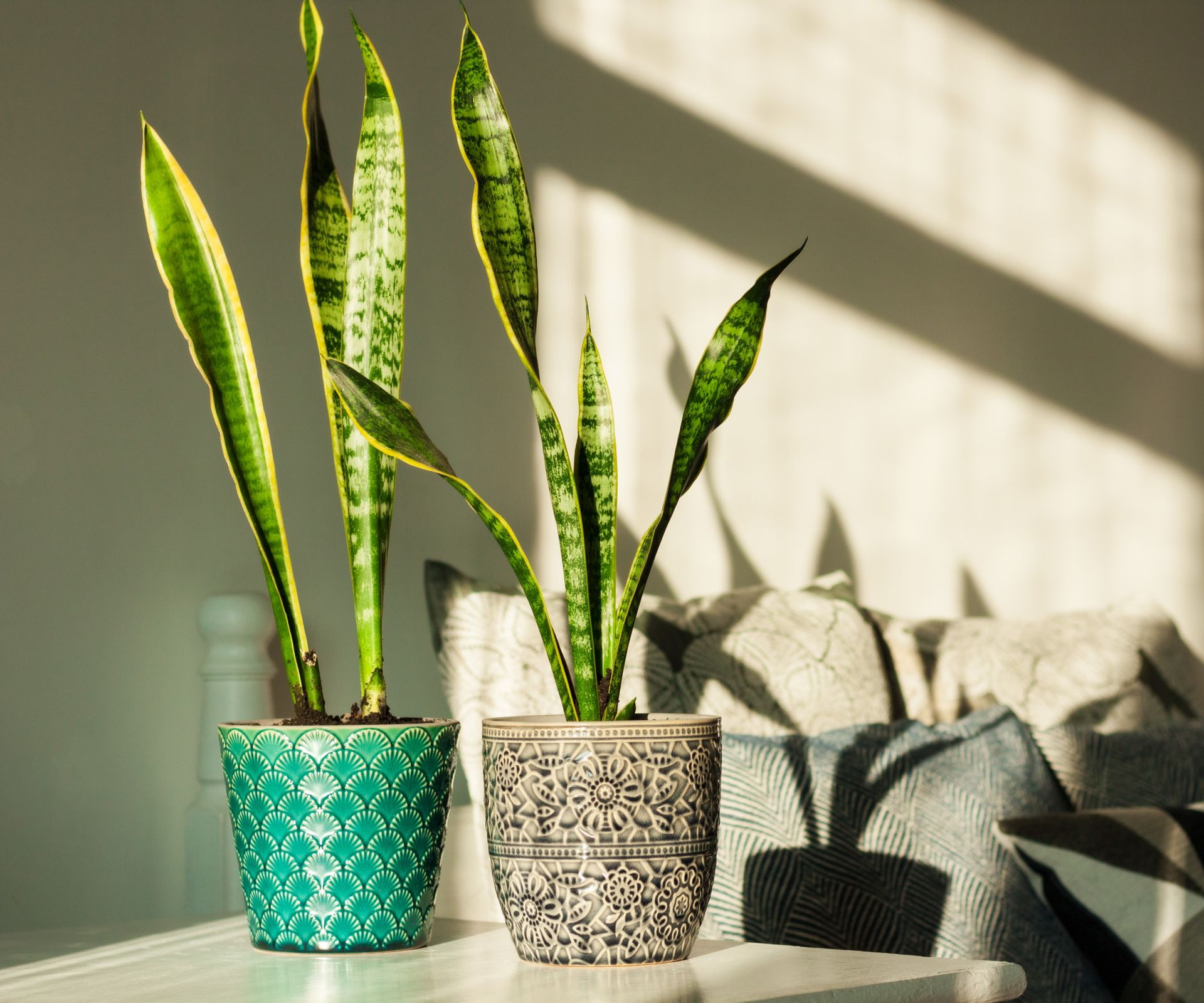 Why is my snake plant drooping? Experts reveal the one cause | Homes ...