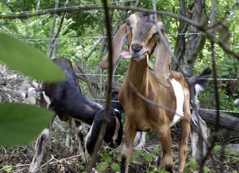 This town in Vermont just elected a goat named Lincoln as its honorary ...