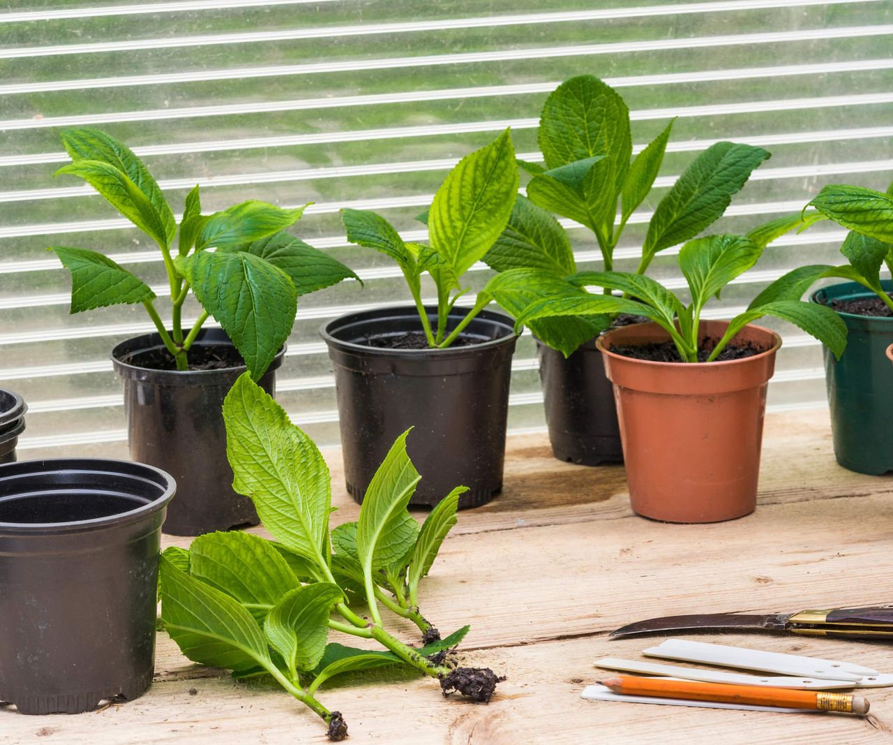 What is rooting hormone and how does it benefit cuttings | Homes and ...