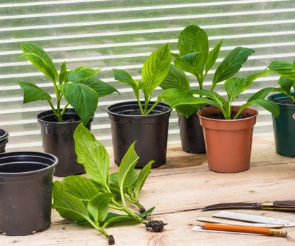 What is rooting hormone and how does it benefit cuttings | Homes and ...