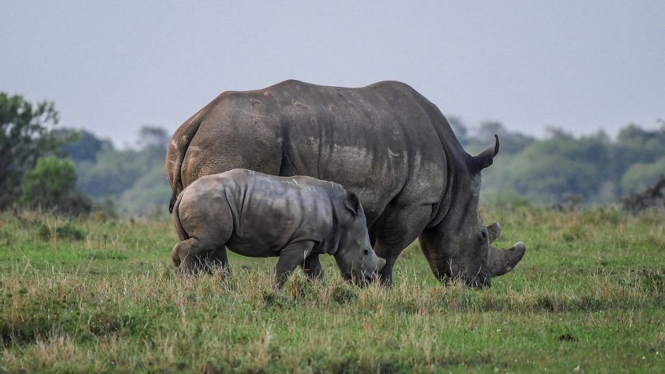 Can technology save the rhino from extinction? | TechRadar