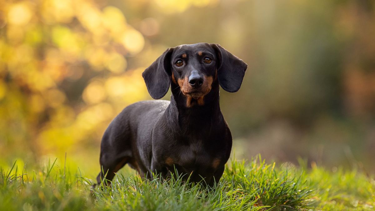 Hound dog breeds: 19 varieties and breed information | PetsRadar