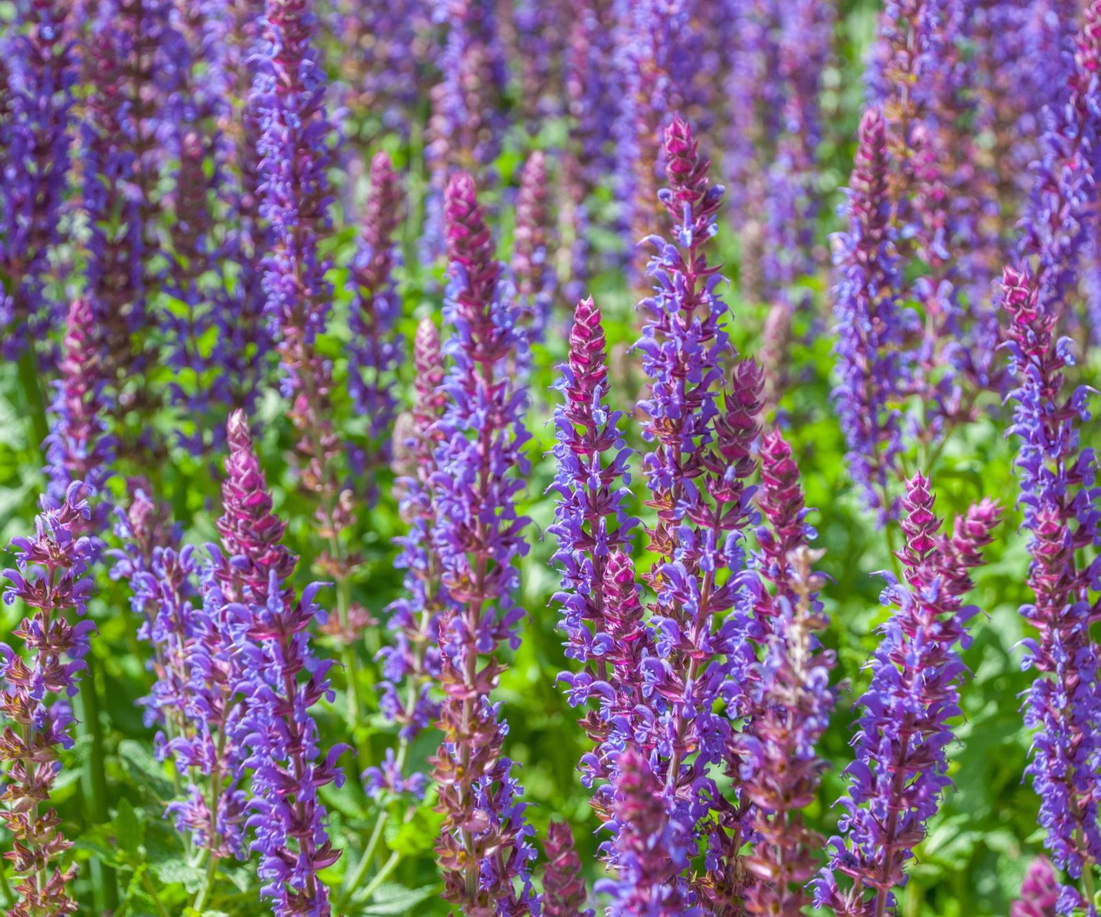 10 best English garden plants to suit for every climate | Homes and Gardens