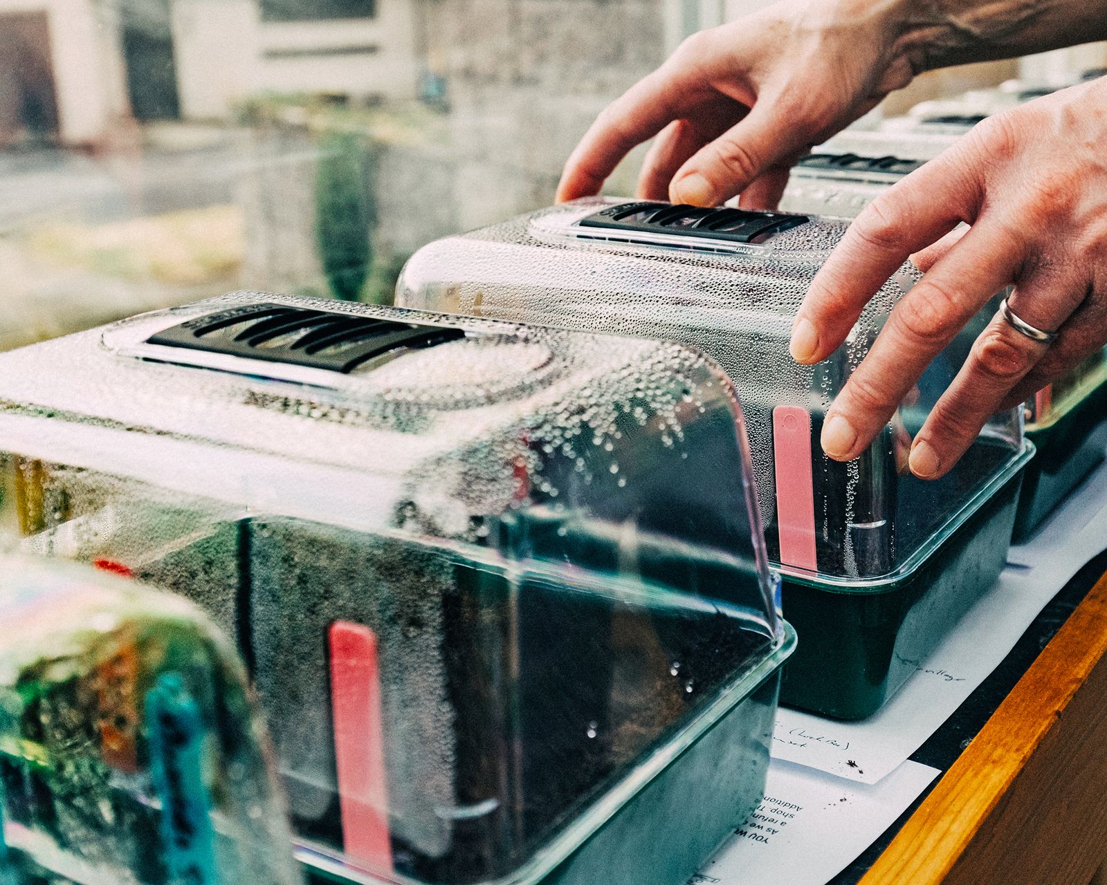 How To Use A Humidity Dome Propagator For Healthy Seedlings | Gardening ...