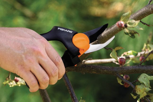 Pruning shrubs: get it right with our top pruning tips | Gardeningetc