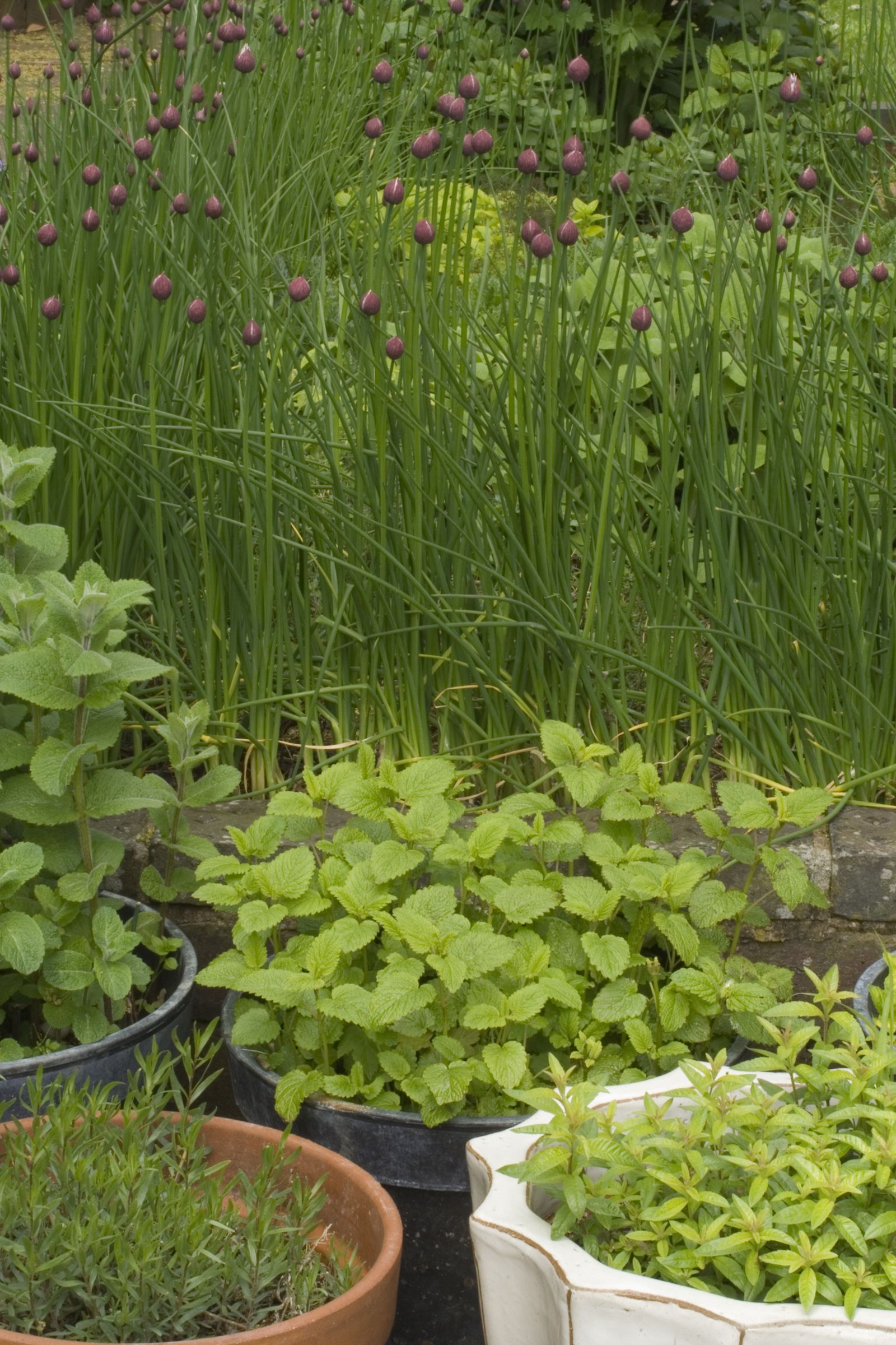 9 Expert-Approved Plants to Propagate in September | Livingetc