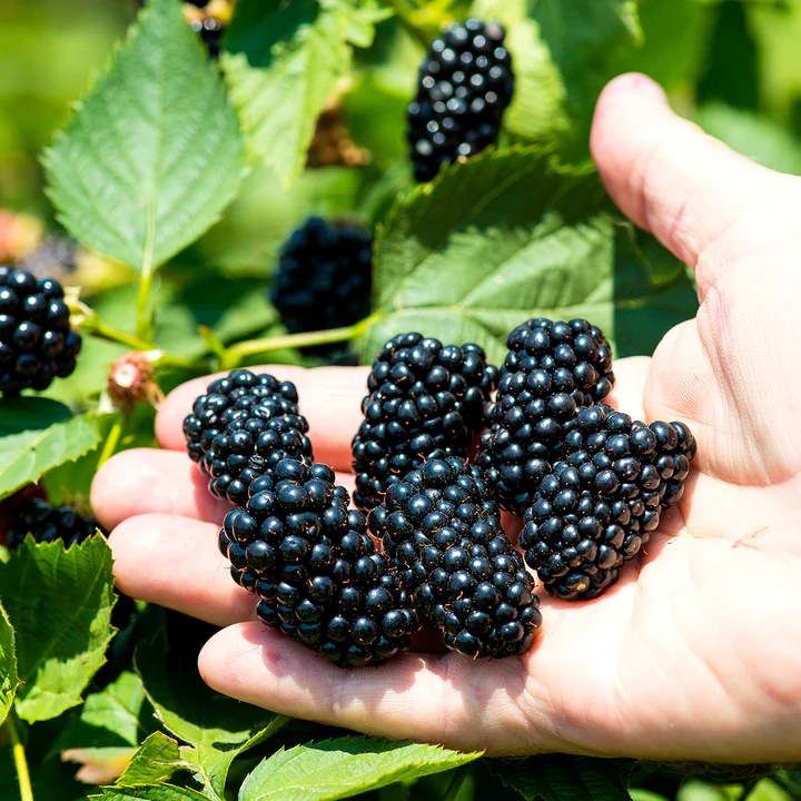 How to grow blackberries: expert tips for bumper crops | Homes and Gardens