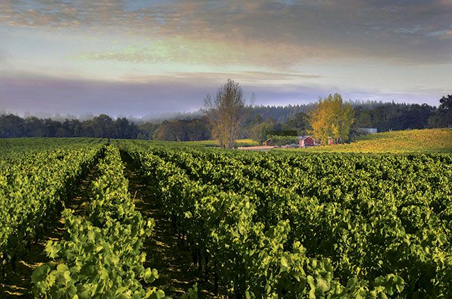 California grape varieties: Why site matters | Decanter