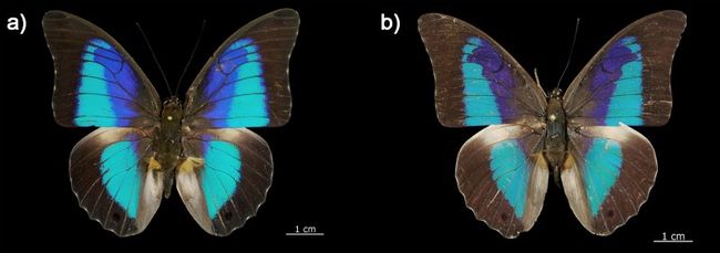 New Butterfly Species ID'ed by DNA | Live Science