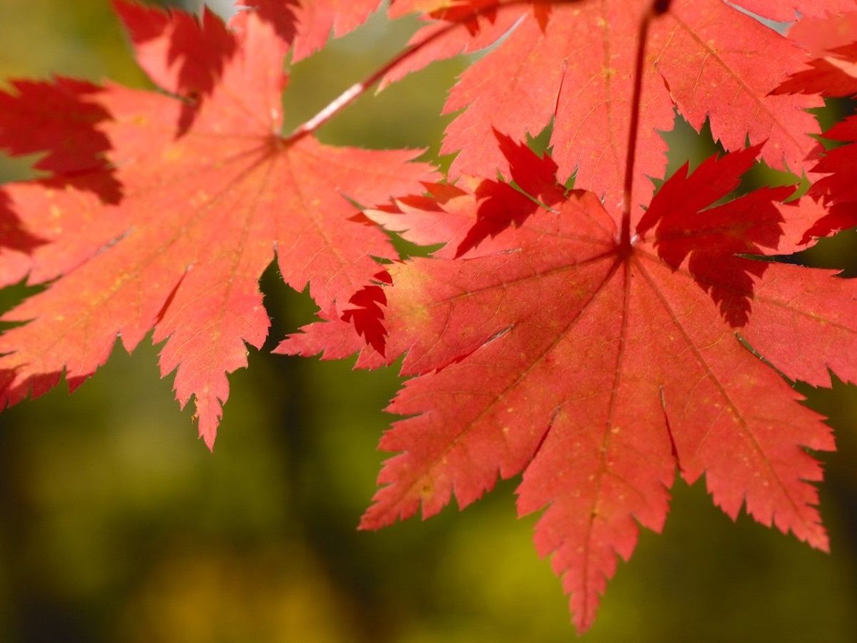Jack Frost Maple Trees - Learn About The Northwind Japanese Maple Tree ...