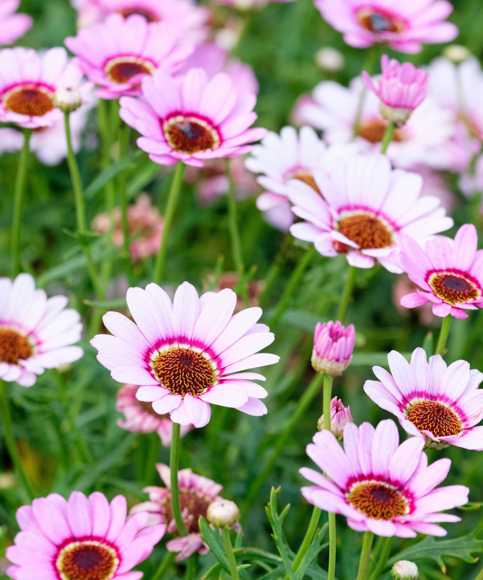 Marguerites care and growing guide: expert tips for success | Gardeningetc