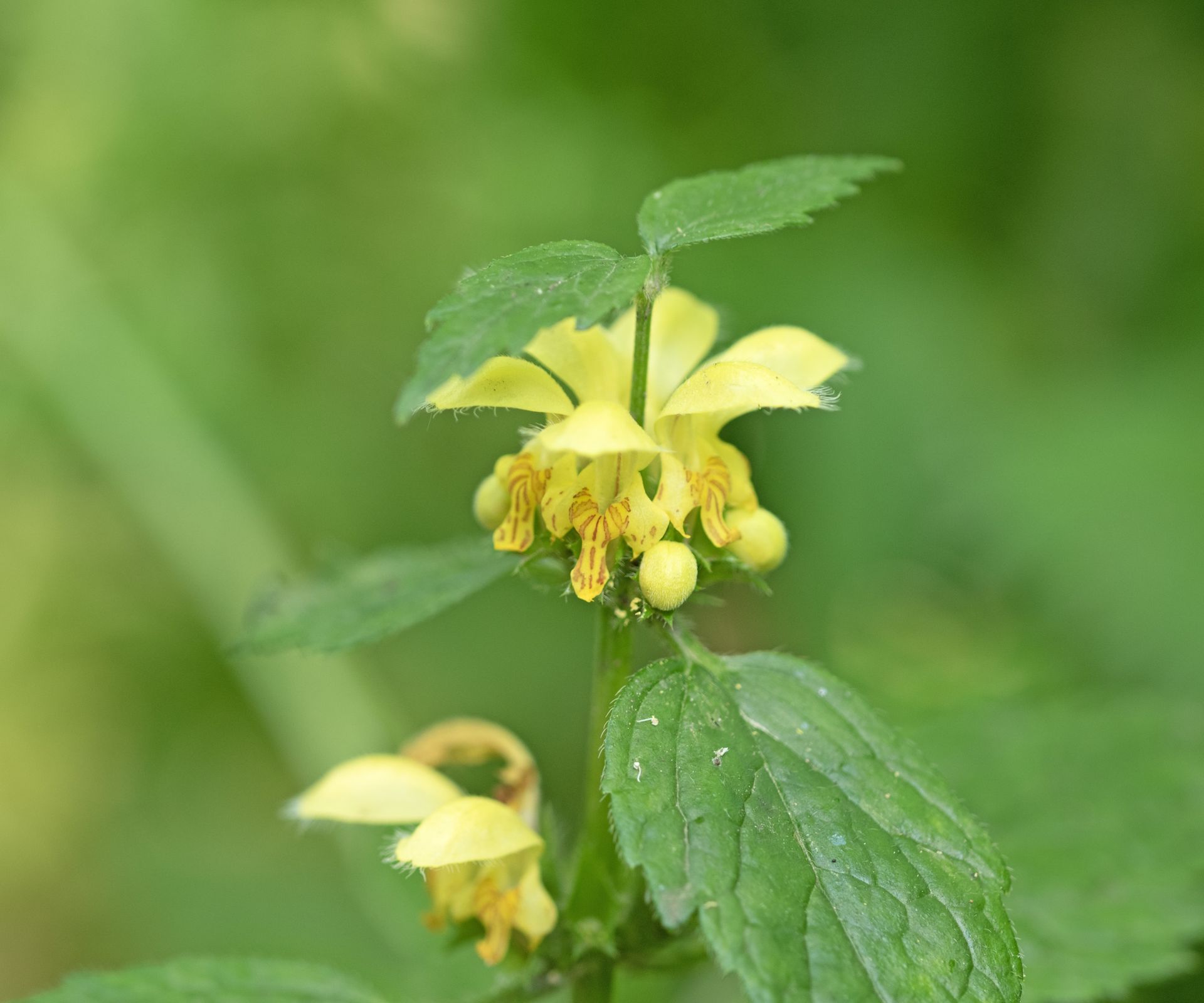Invasive ground cover plants to avoid: 8 species | Homes and Gardens