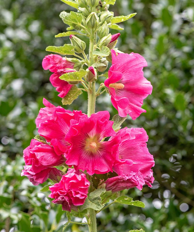 Hollyhocks care and growing guide: expert tips | Homes and Gardens