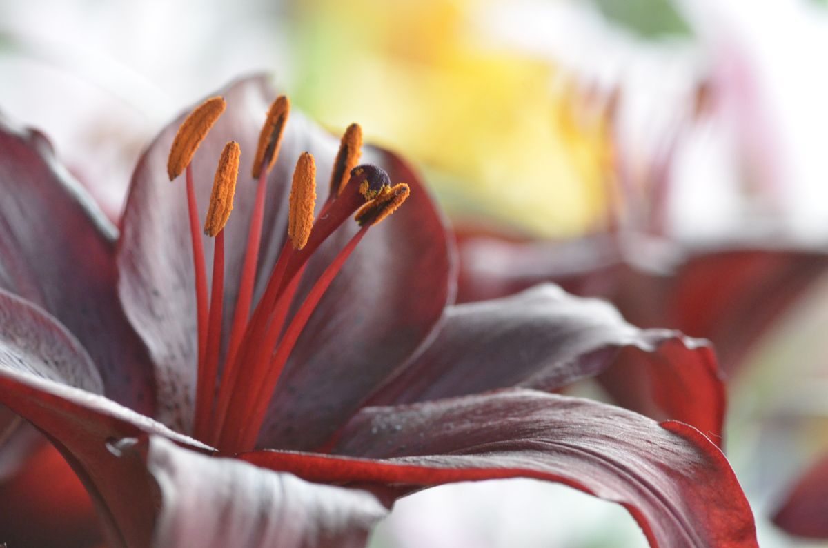 The best phone for flower photos: iPhone 14 Pro, Galaxy S23 Ultra ...