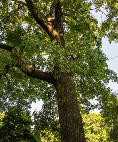 When to prune oak trees to keep them healthy and thriving | Homes and ...