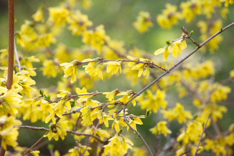 Real garden: a historic spring garden | Real Homes