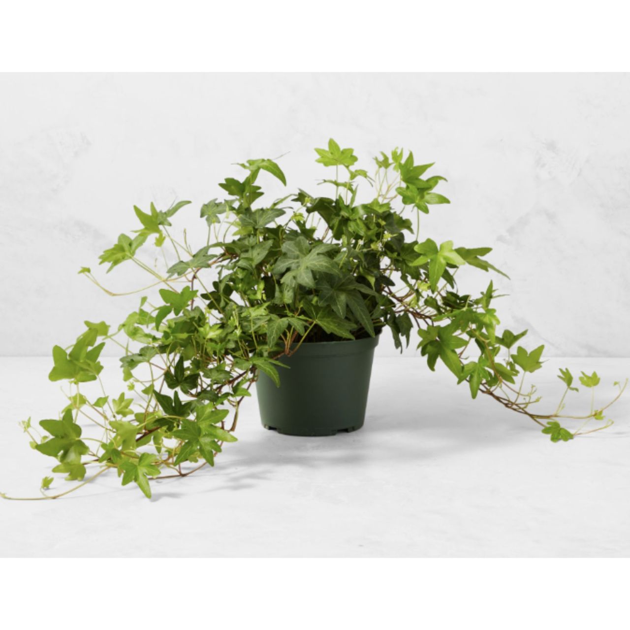 The best houseplants for small spaces | Real Homes