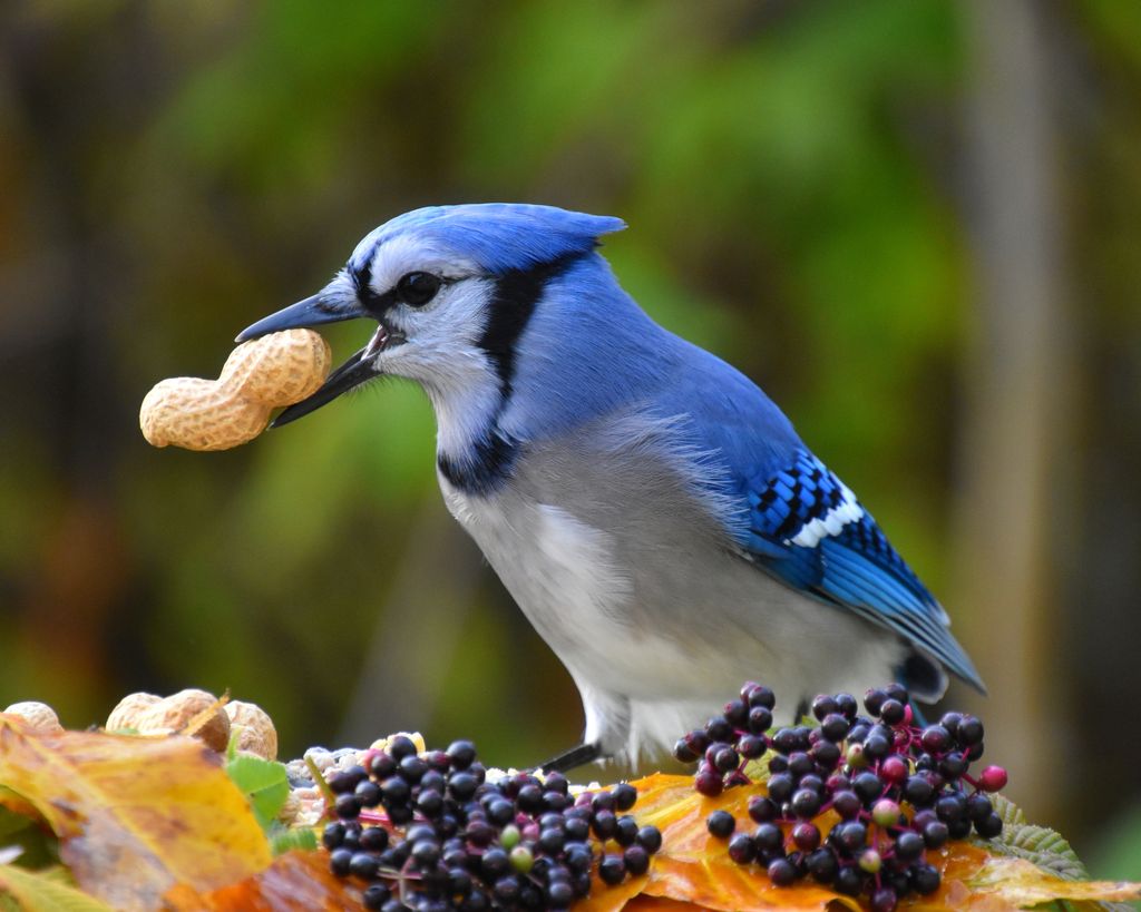 What Do Blue Jays Eat & How To Attract Them To Your Yard? | Gardening ...