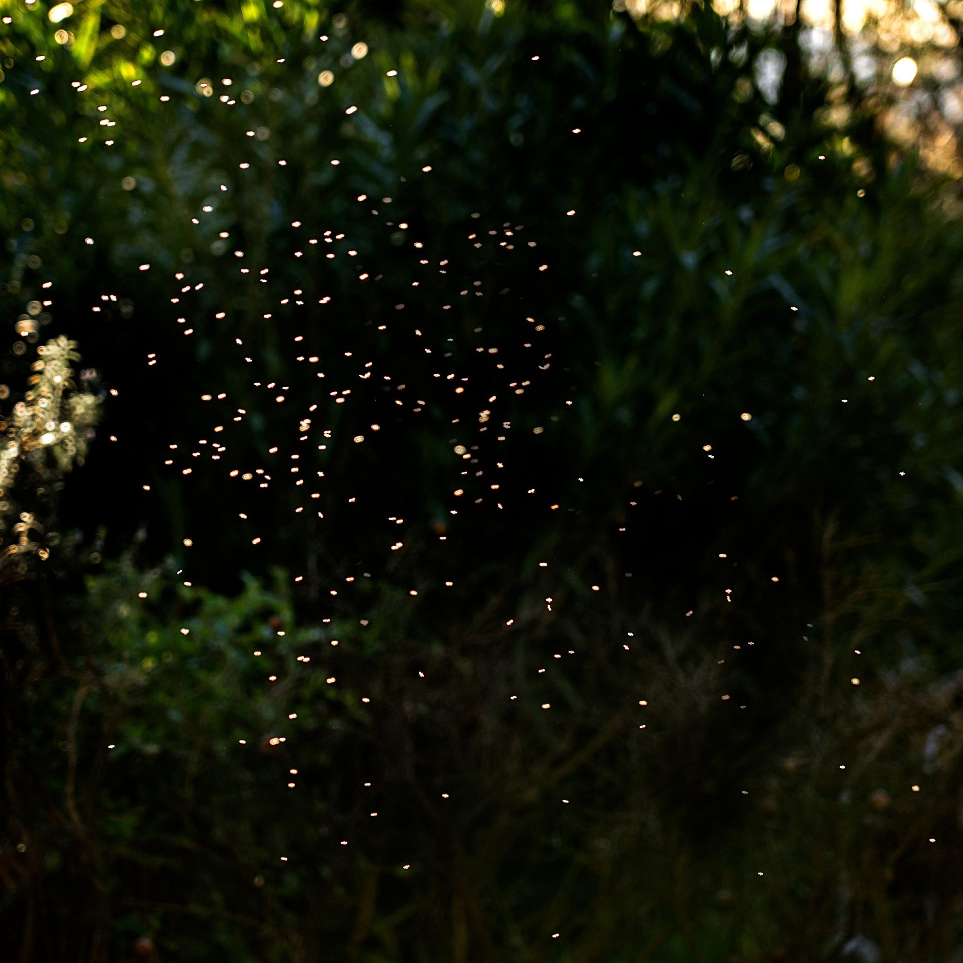 How to get rid of midges outside, according to experts | Ideal Home