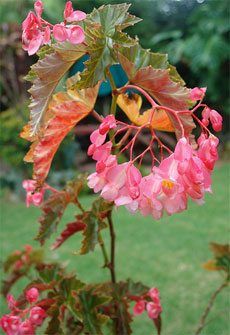 Finding Begonia Classification Through The Begonia Leaves | Gardening ...