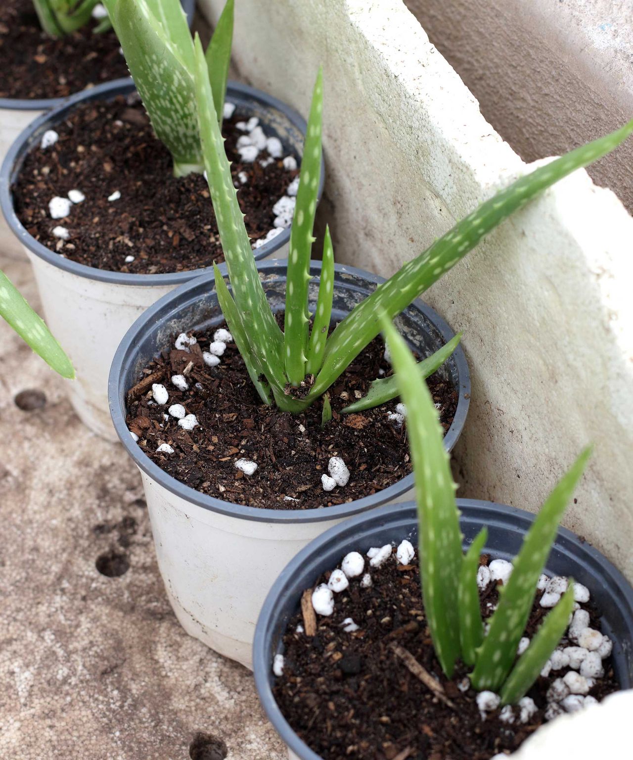 How to propagate aloe: two easy methods for more succulents | Homes and ...
